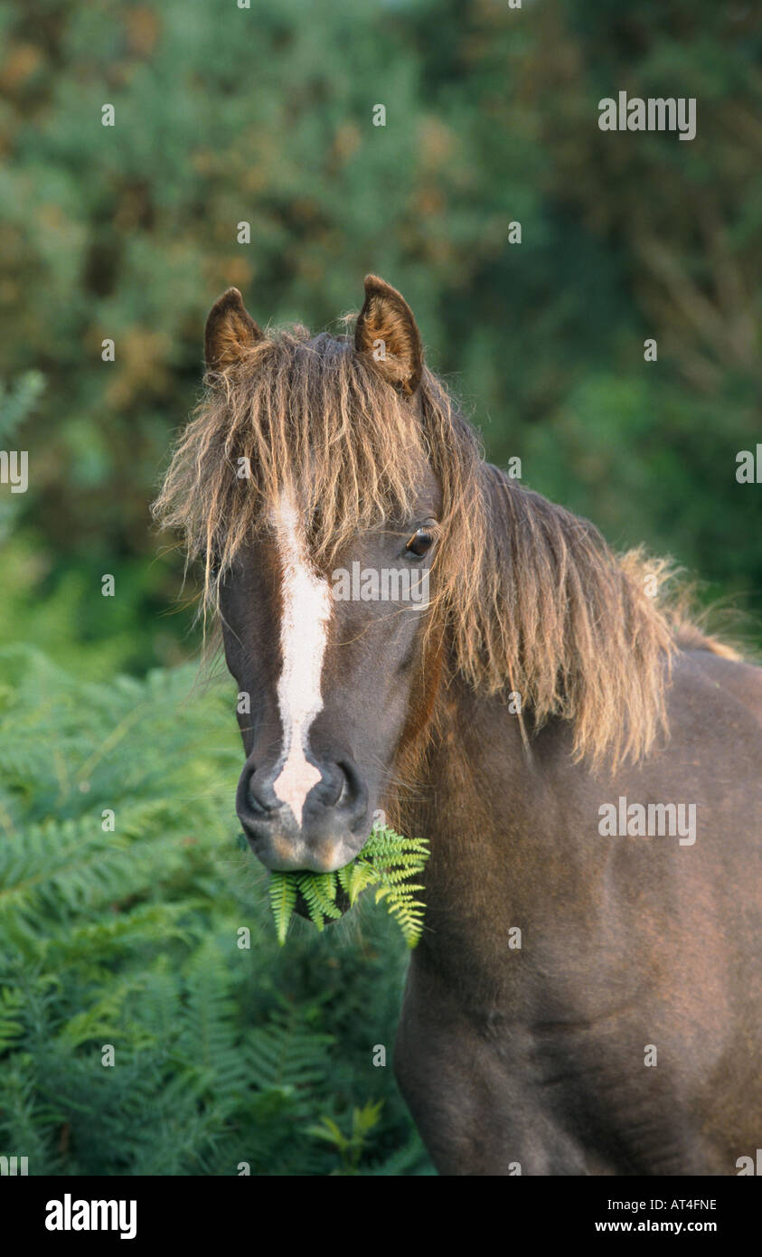 New Forest pony (Equus przewalskii f. caballus), portrait, eating fern ...