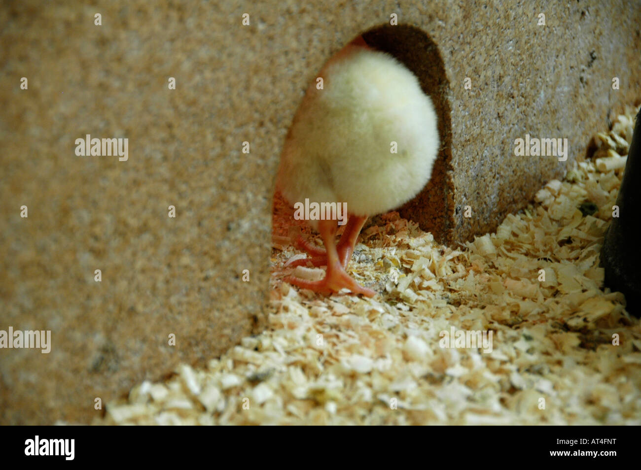 A chick hiding Stock Photo - Alamy