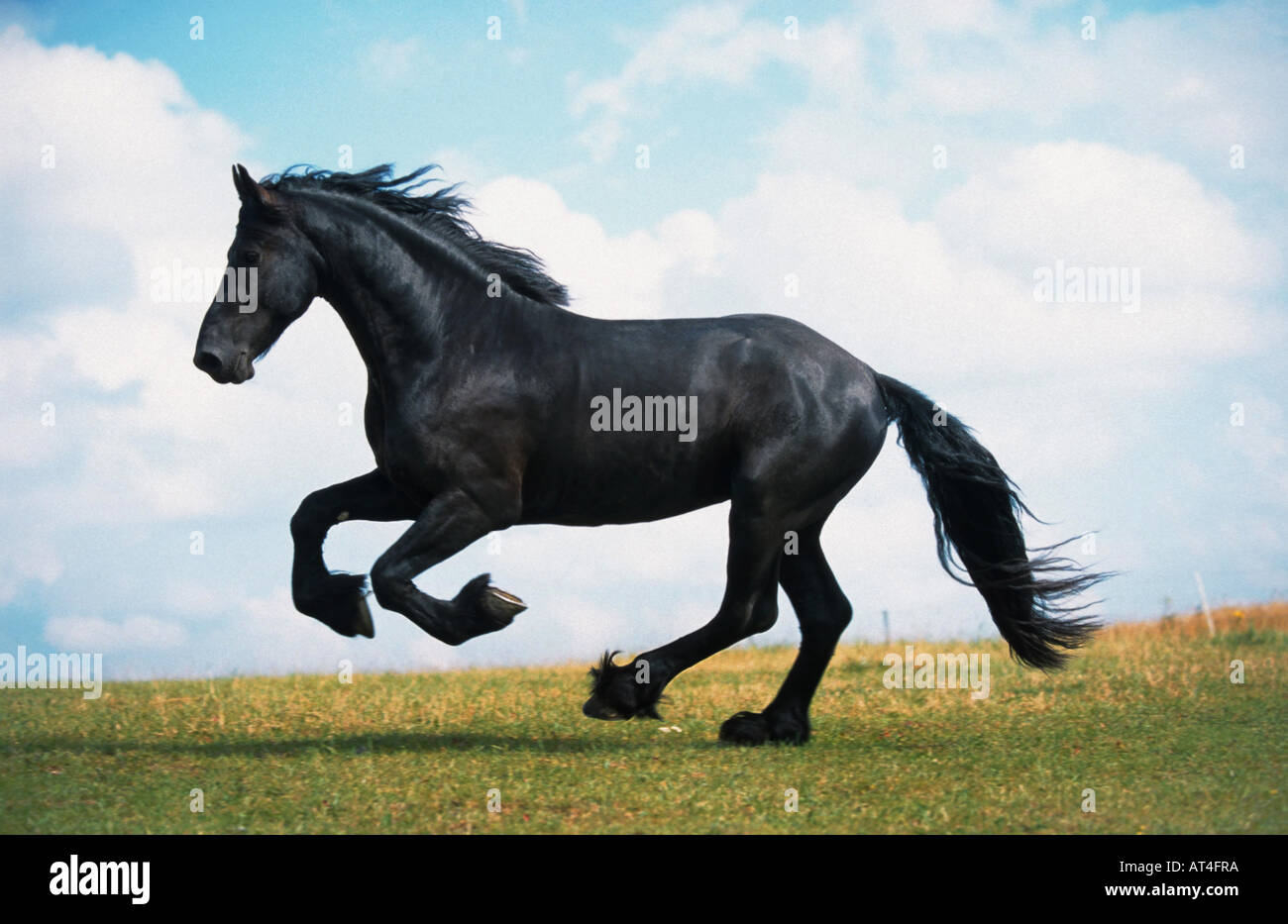 Friesian horse (Equus przewalskii f. caballus), stallion galloping over ...