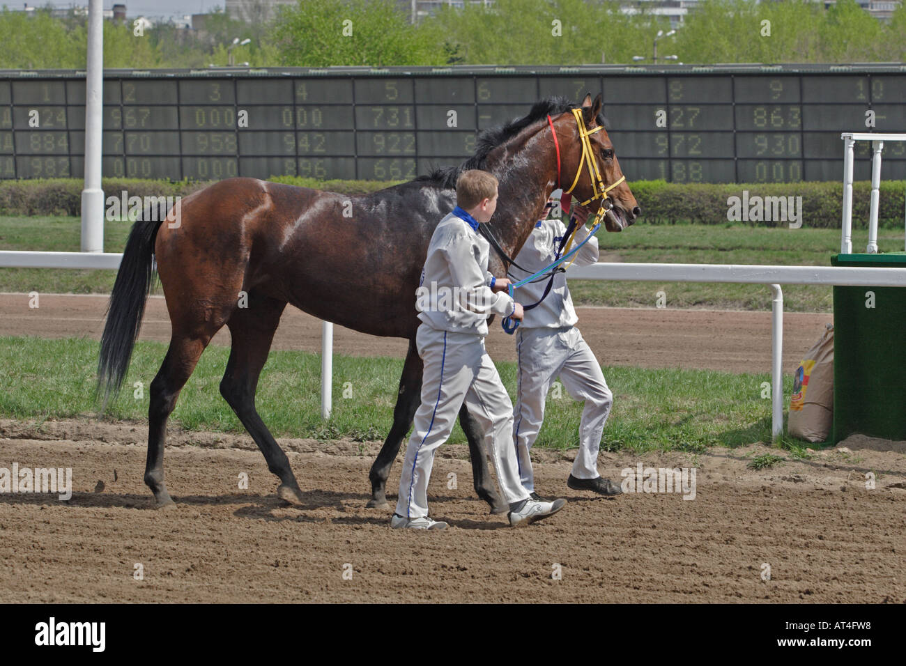 Standardbred stallion hi-res stock photography and images - Alamy