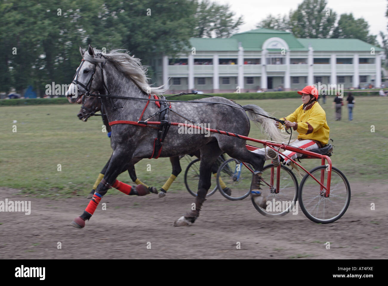 American standardbred horse hi-res stock photography and images - Alamy