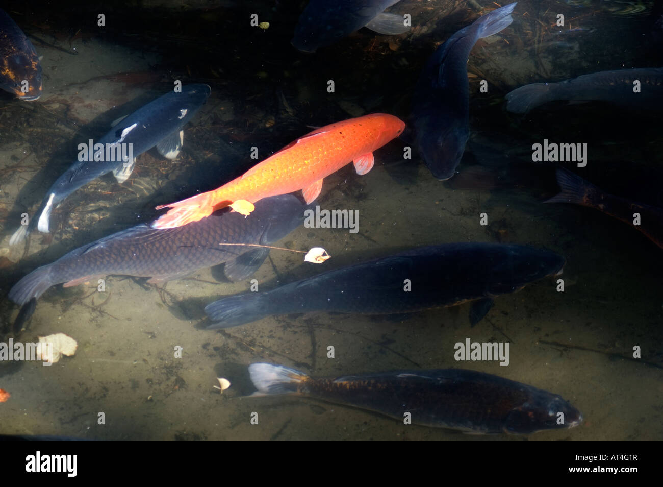 Fish swimming in shallow pond Stock Photo - Alamy