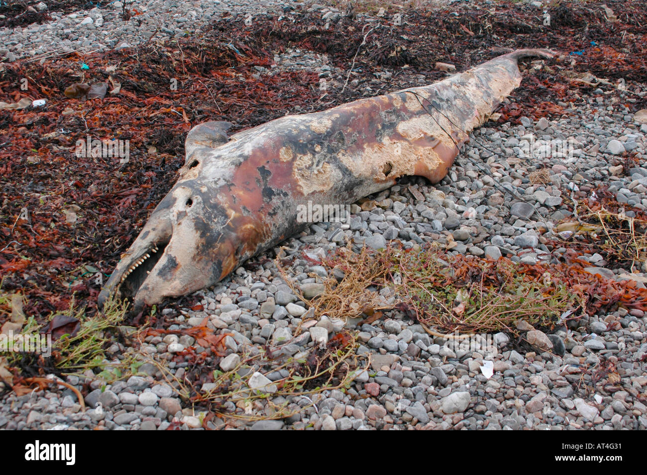 Dead decaying dolphin high water mark beach hi-res stock photography and images - Alamy
