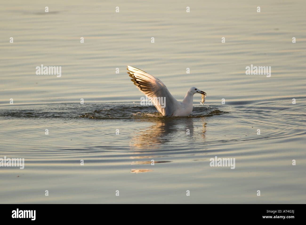Seagull catching a fish Stock Photo - Alamy