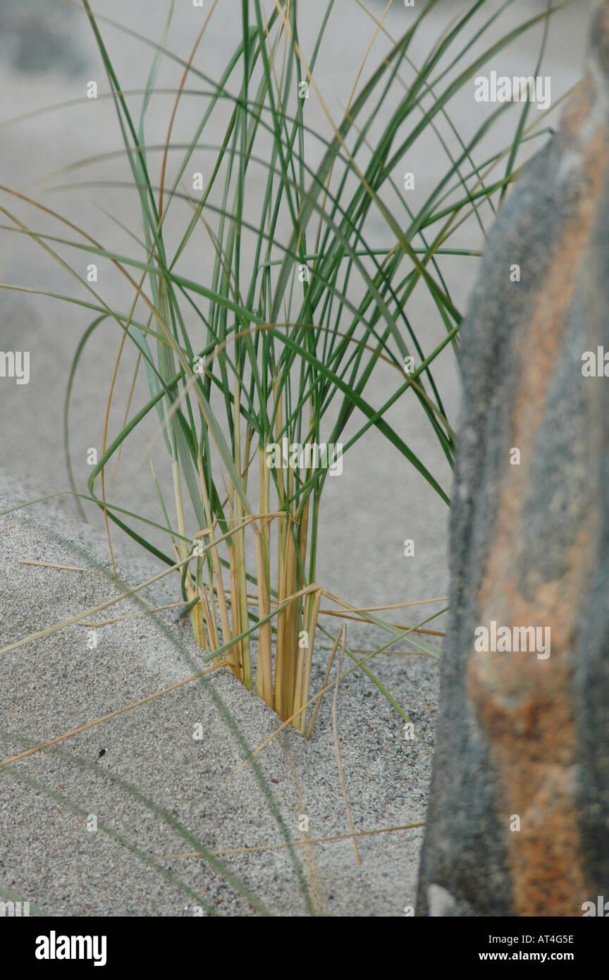 Marram grass machair hi-res stock photography and images - Alamy