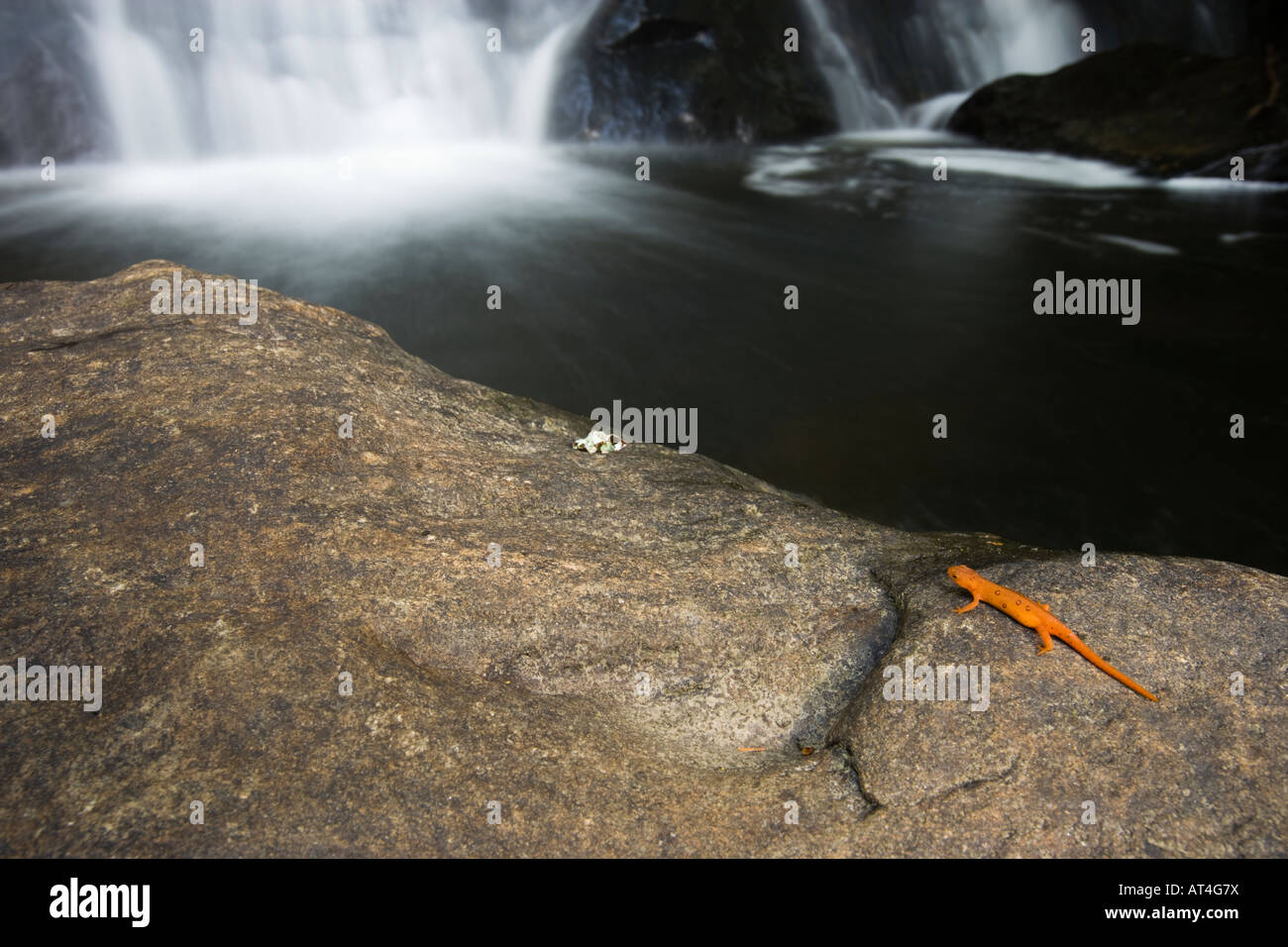 Red eft newt hi-res stock photography and images - Alamy