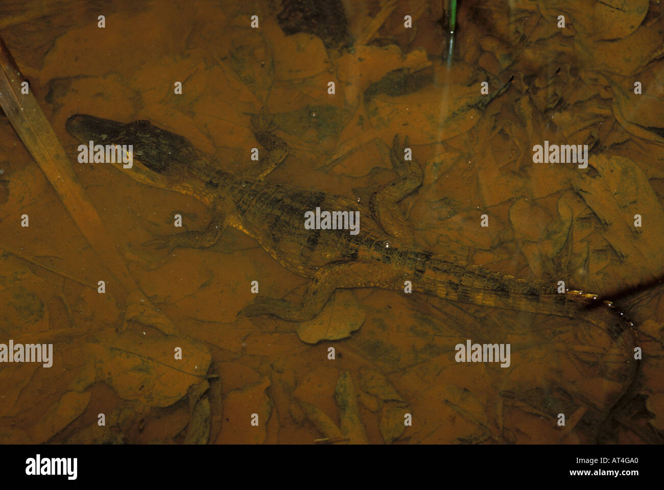 Common or Spectacled Caimen Caiman crocodilus Peru Stock Photo - Alamy