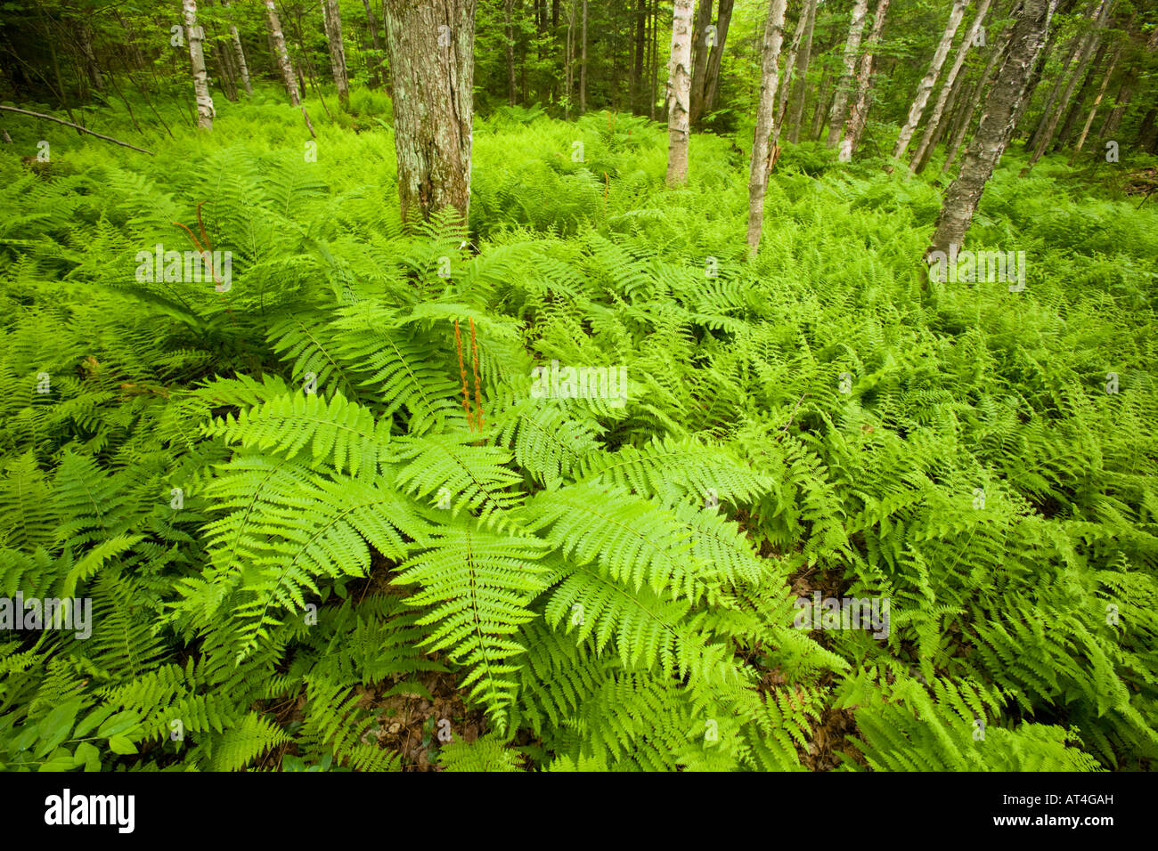 Ostrich ferns and a hardwood forest in Eden, Vermont. Green Mountains ...