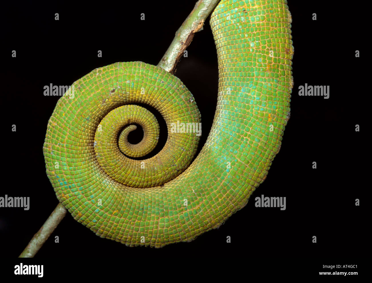 Curled Up Tail High Resolution Stock Photography and Images - Alamy