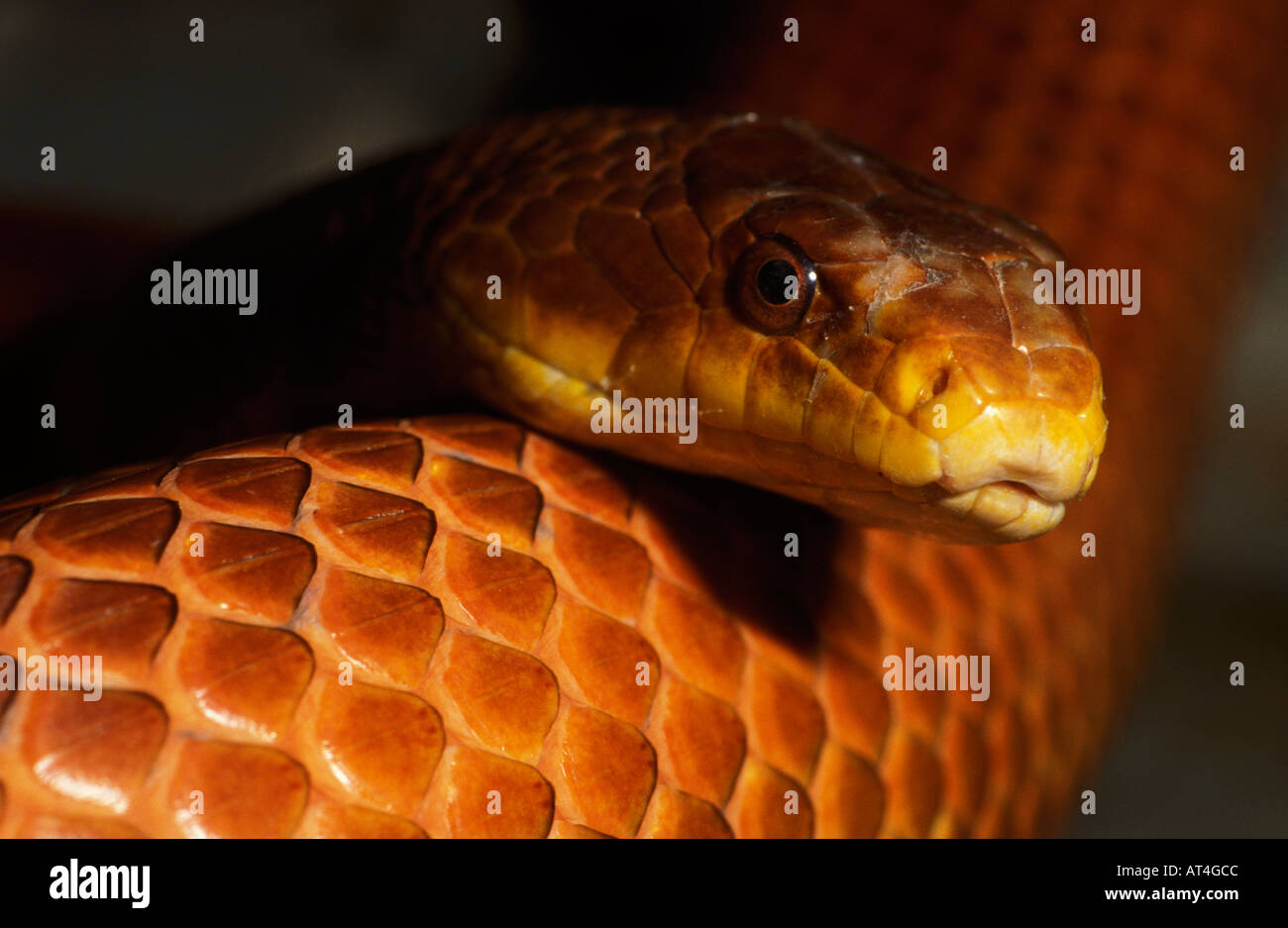 Yellow Rat Snake close up showing eyes and face Elaphe obsoleta ...