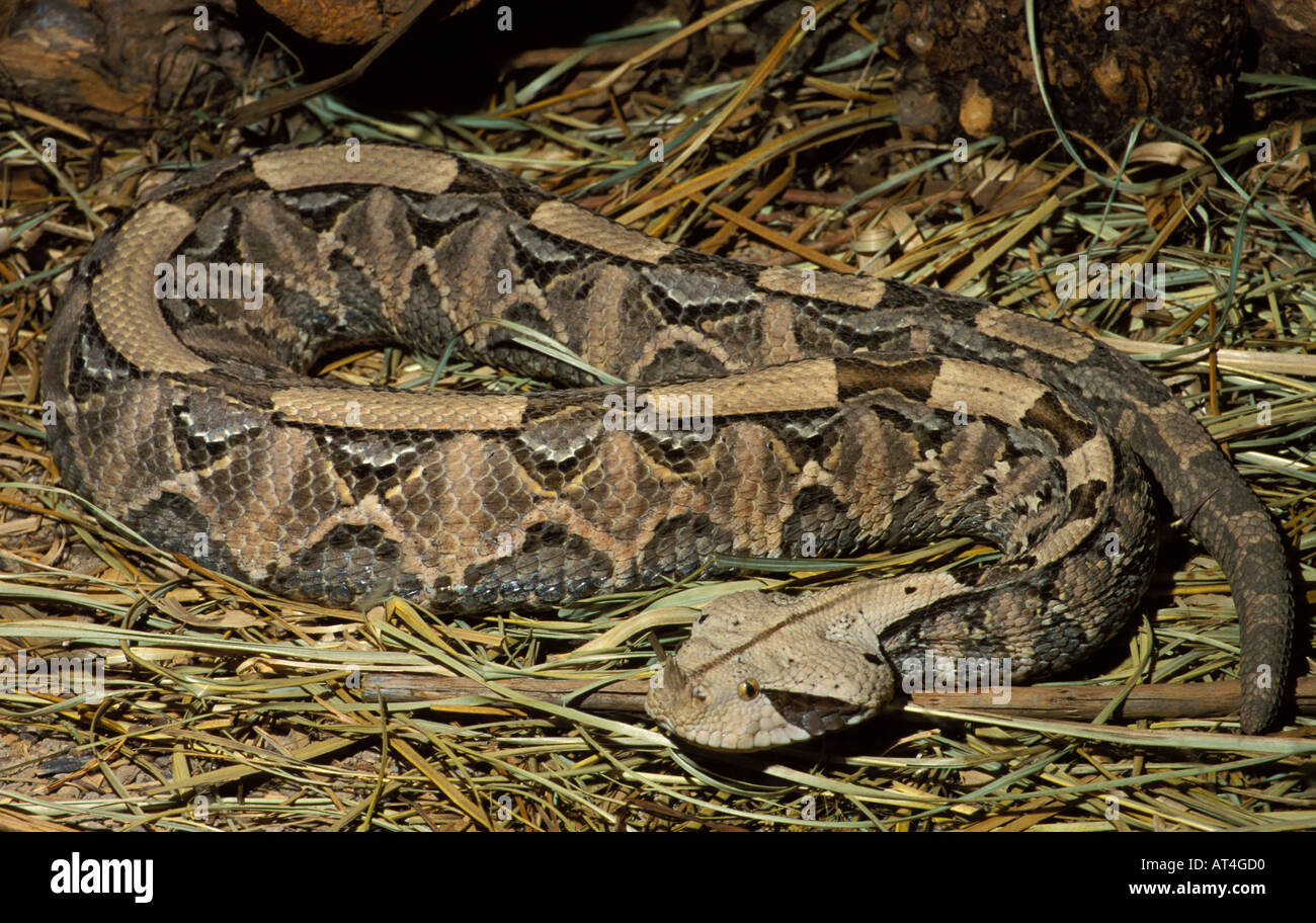 West African Gaboon Viper Snake Bitis gabonica rhinoceros Stock Photo ...