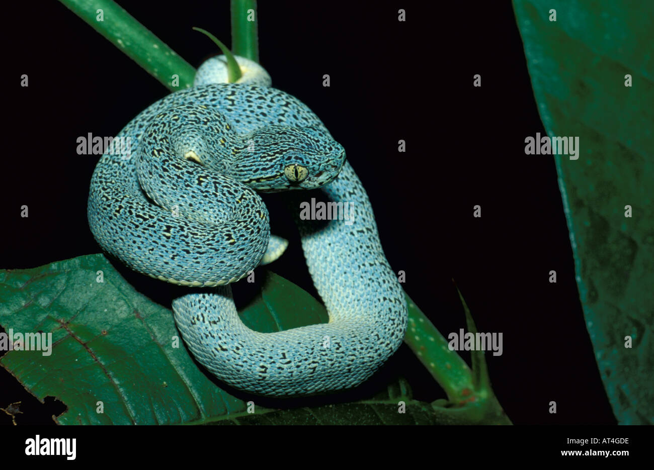 Green tree viper snake Bothrops bilineatus Tambopata Peru South America ...