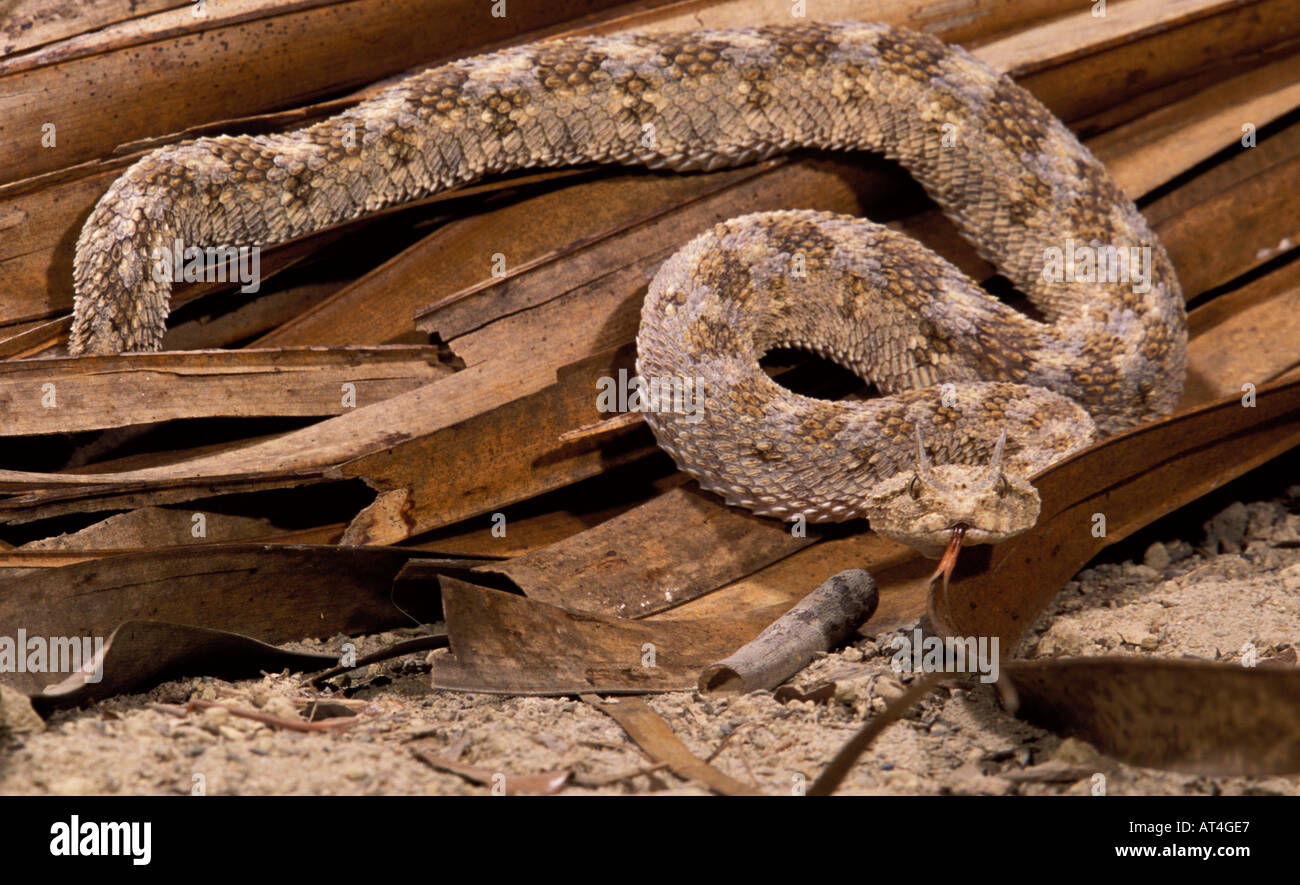 Desert Horned Viper Attack