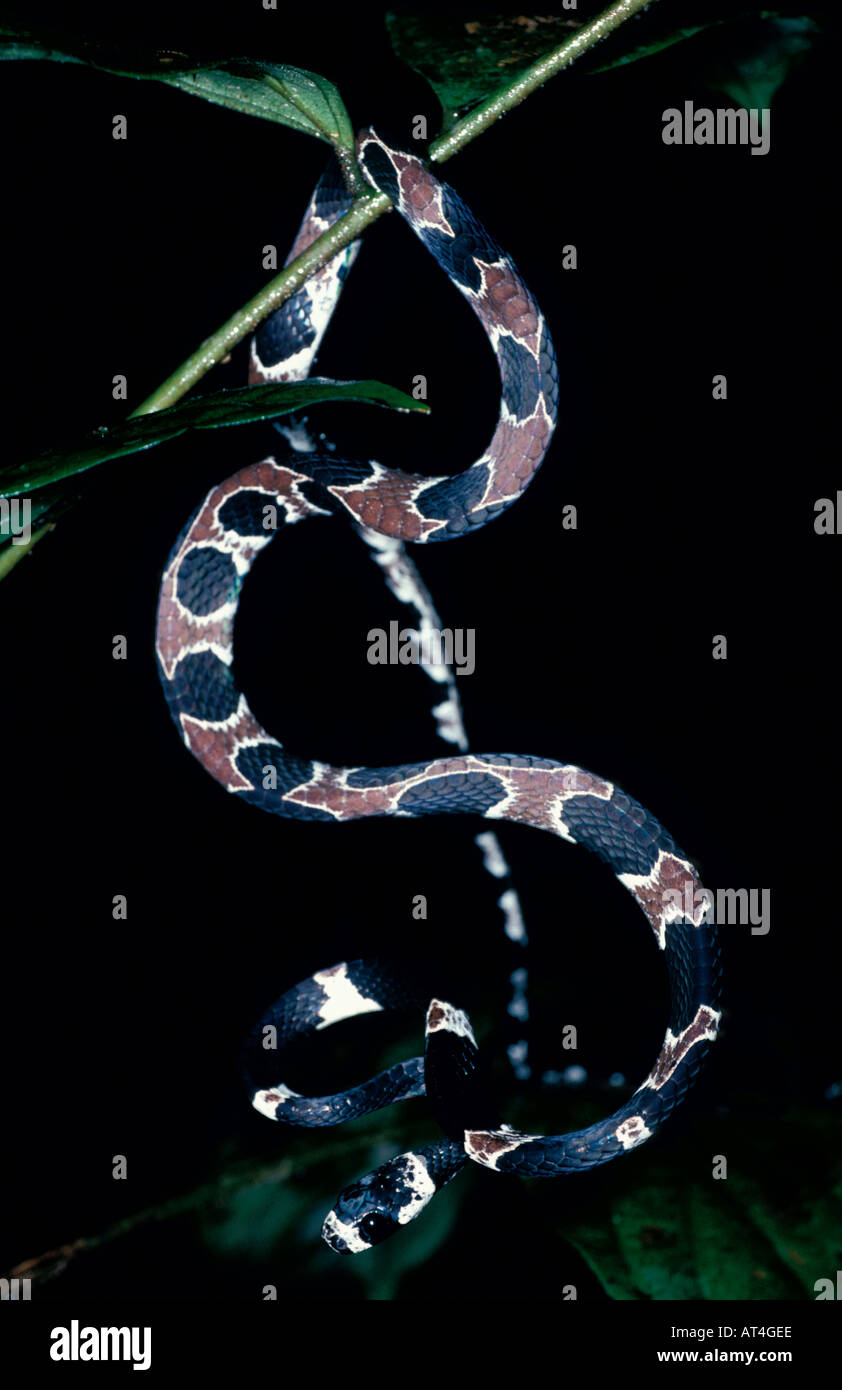 Snail eating snake Dipsas catesbyi Tambopata rainforest Amazonian Peru ...