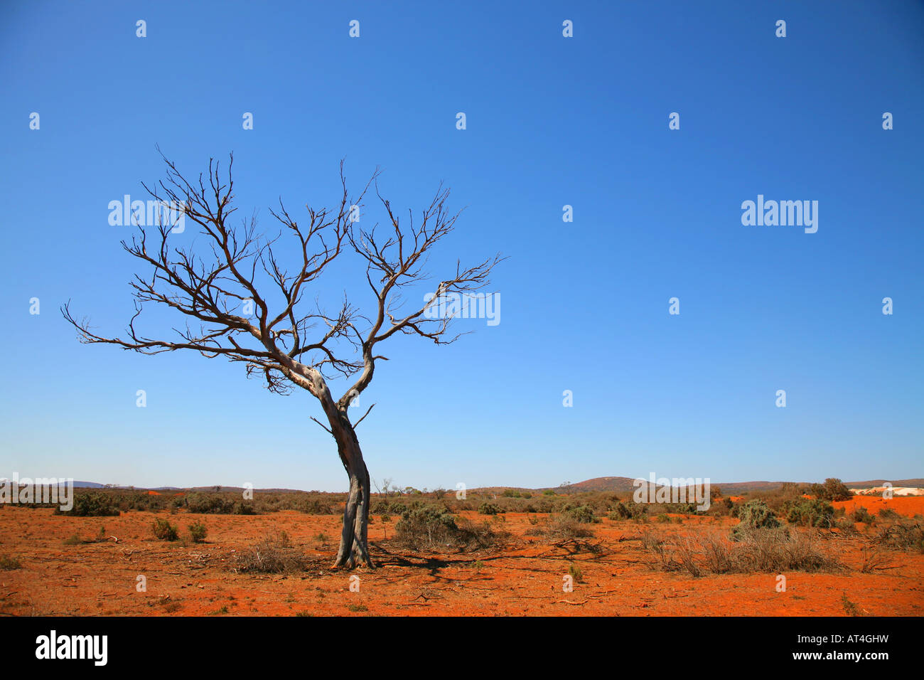 Single tree Outback Australia Stock Photo - Alamy