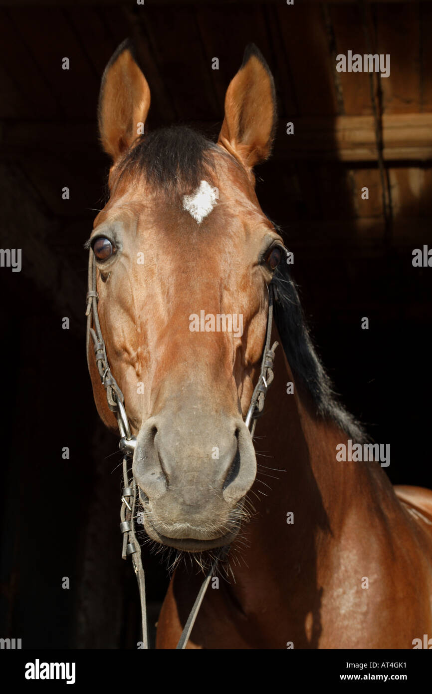 Stallion dun hi-res stock photography and images - Alamy
