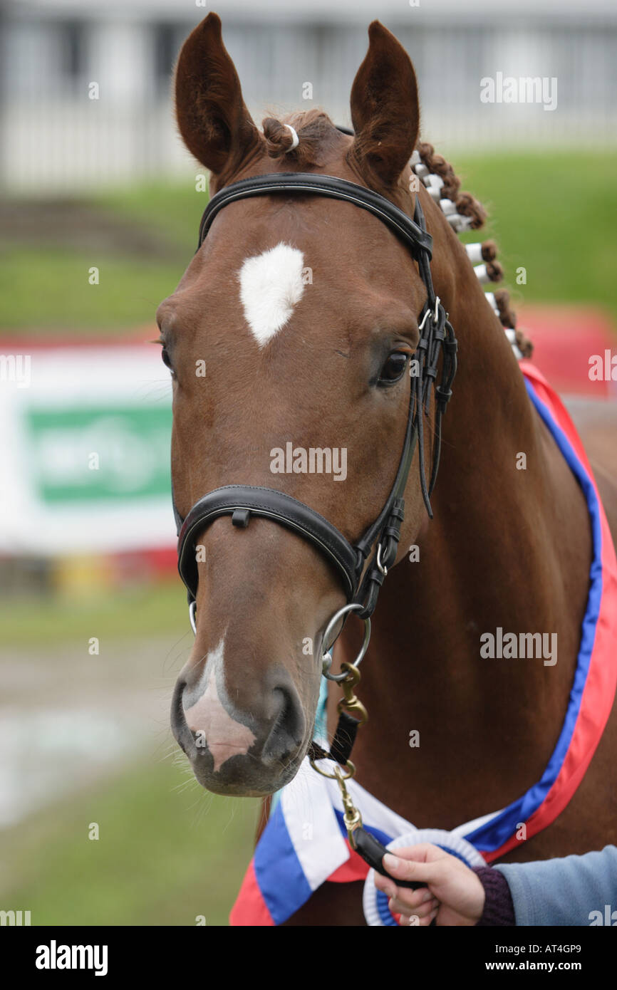 Russian don horse hi-res stock photography and images - Alamy