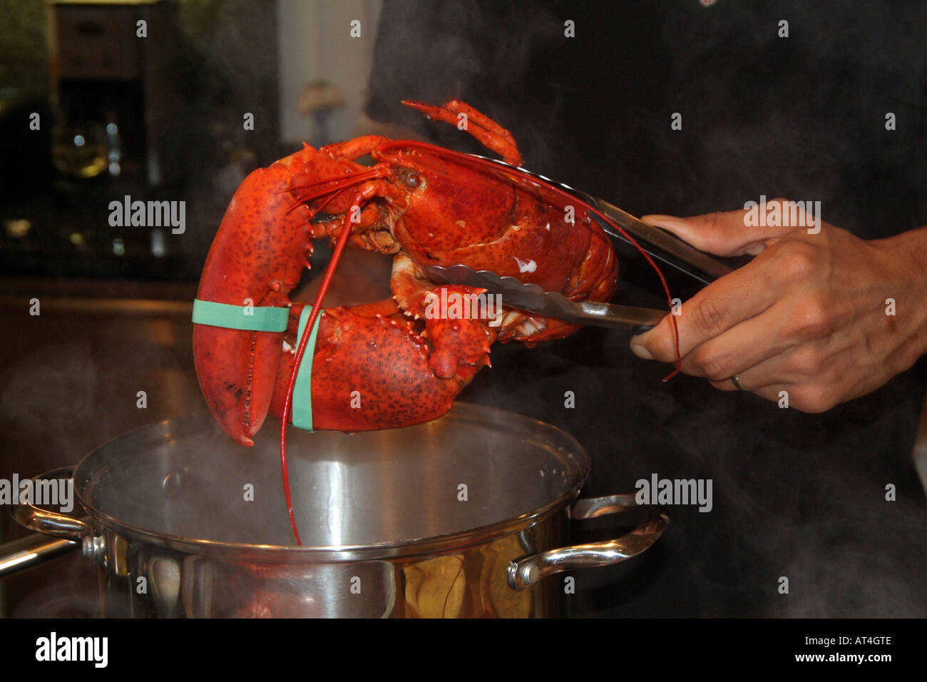 Lobster being removed from the pot maine seafood american boiling hi ...