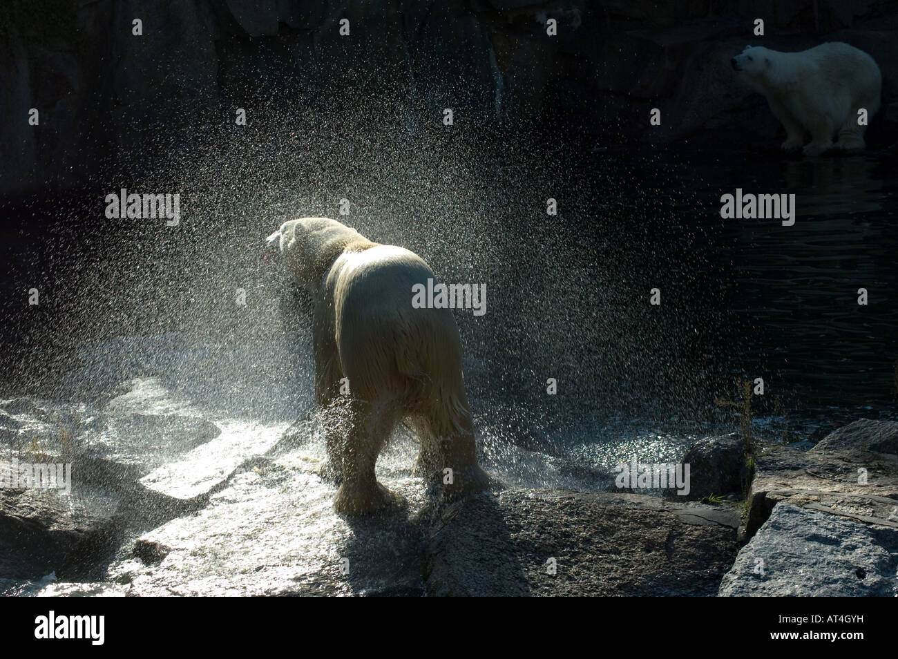 Dry spray shake animal zoo sun rocks Stock Photo - Alamy