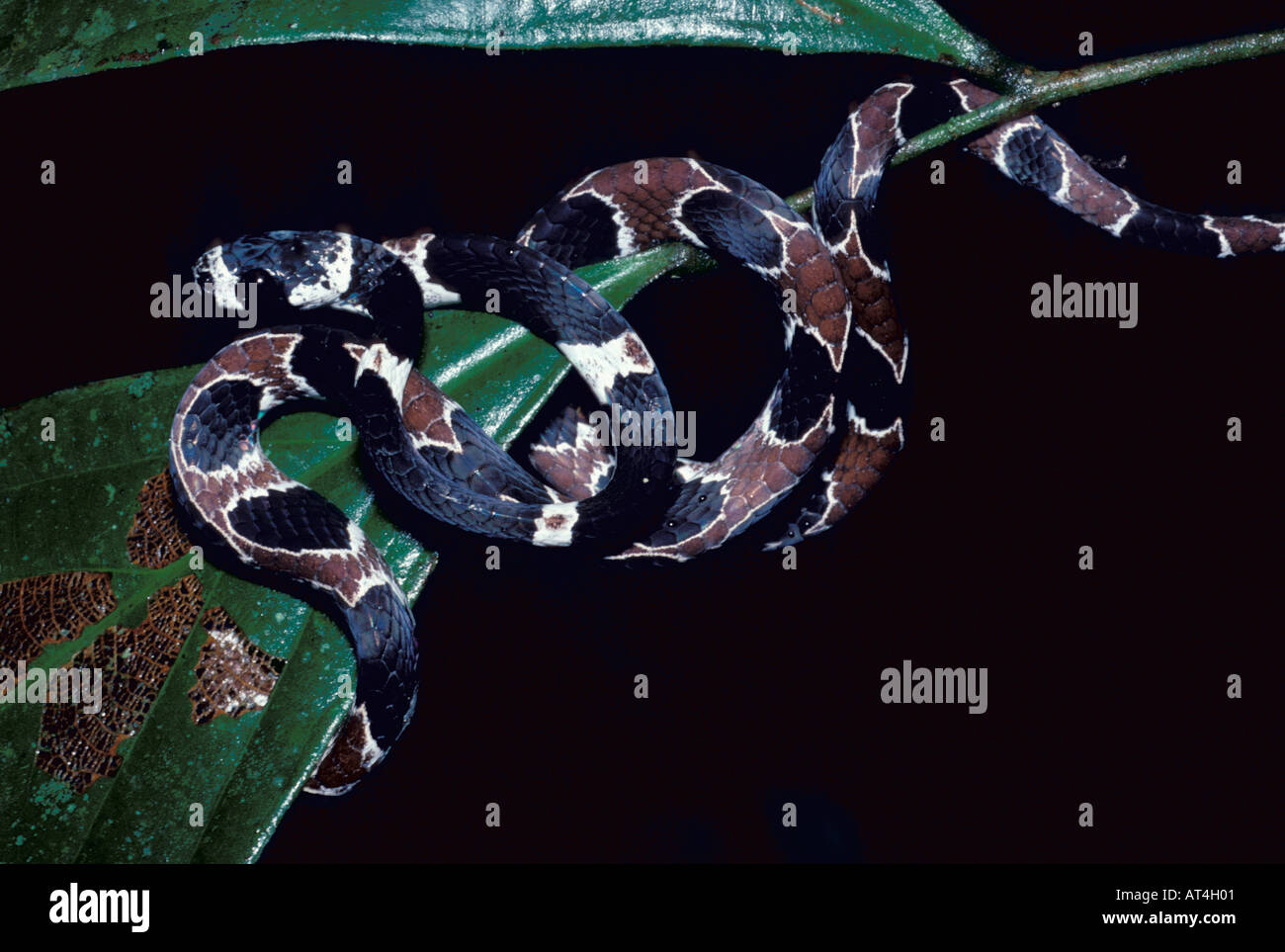 Snail eating snake Dipsas catesbyi Tambopata rainforest Amazonian Peru ...