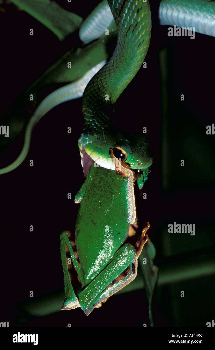 Snake Liophis typhius swallowing leaf frog Phyllomedusa tomopterna ...