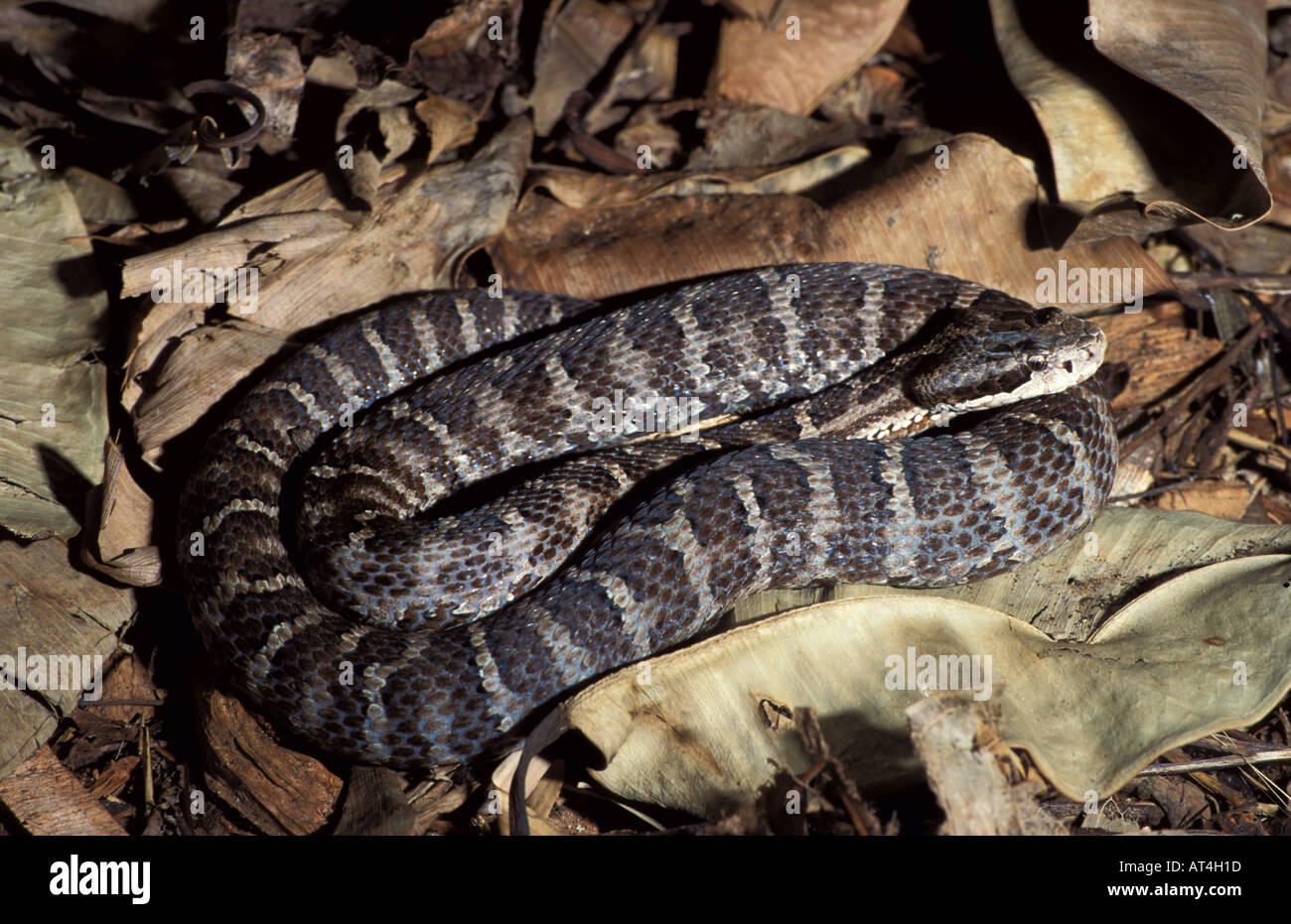 Mamushi snake hi-res stock photography and images - Alamy