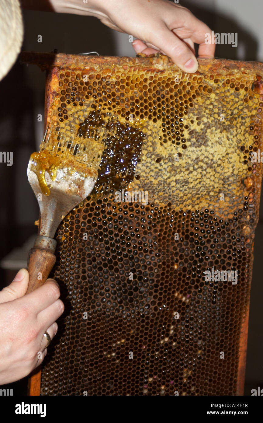 Honey Bees, Apis mellifera. Honey production Stock Photo - Alamy