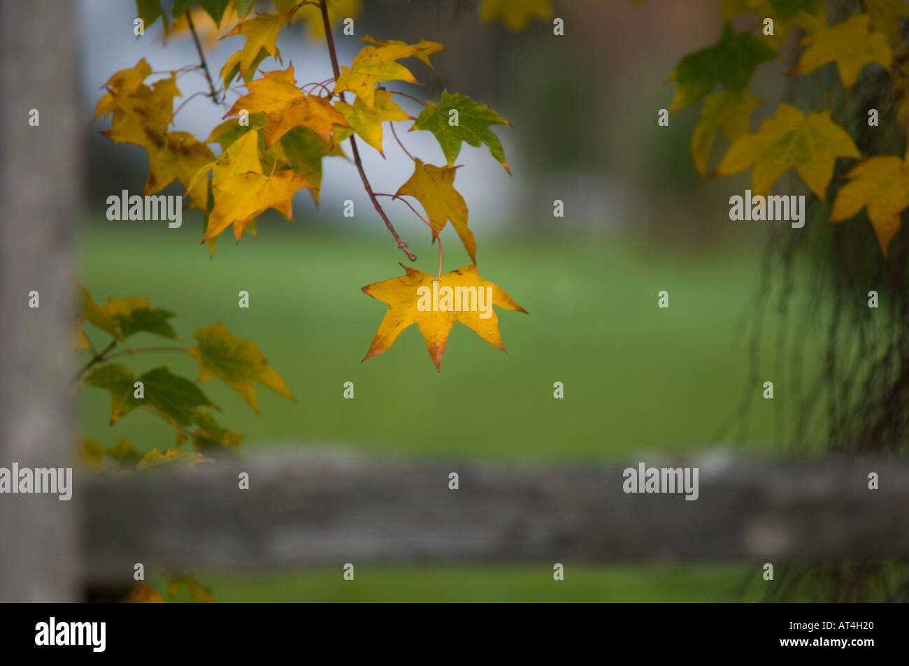 Pine Tree Clipart High Resolution Stock Photography and Images - Alamy