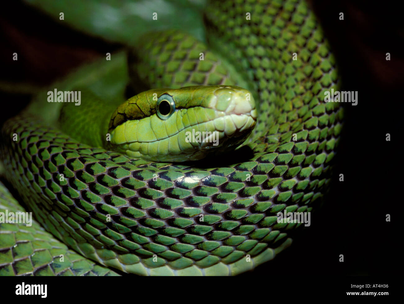 Red tailed green rat snake hi-res stock photography and images - Alamy