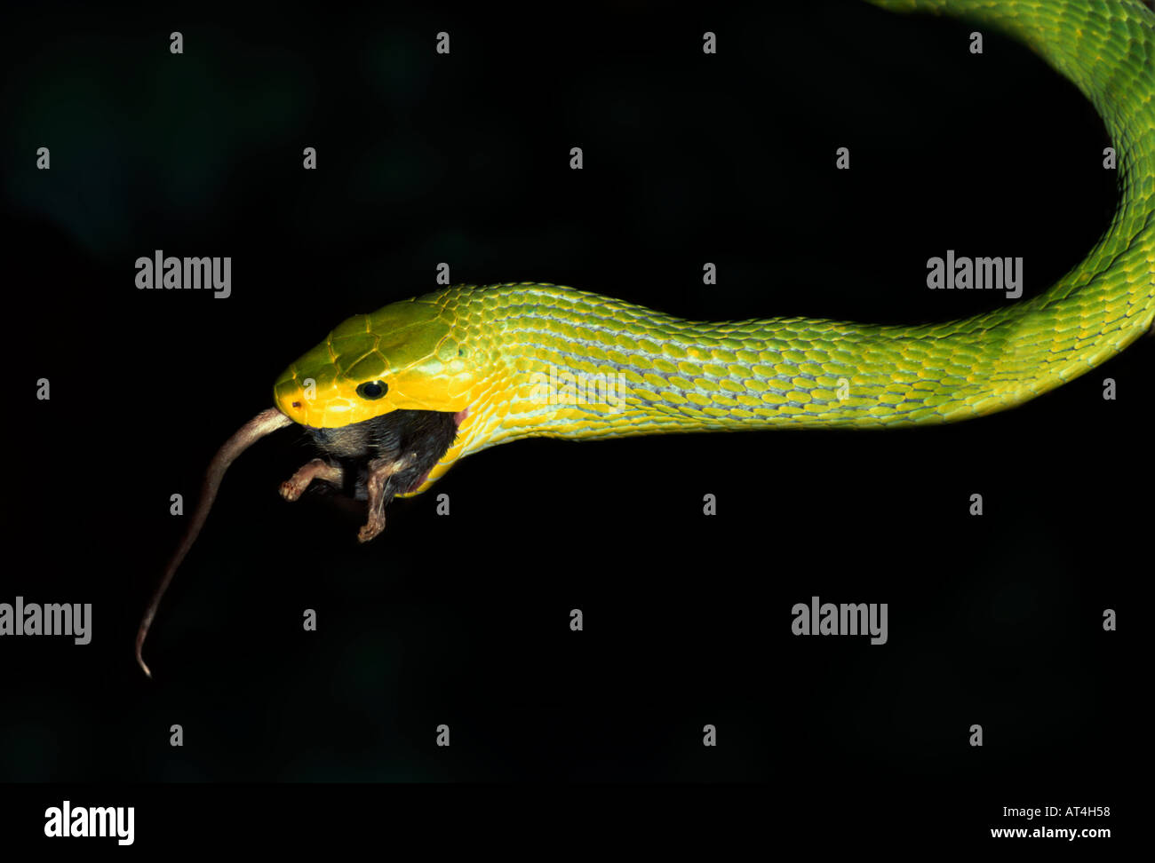 Mamba snake hi-res stock photography and images - Alamy