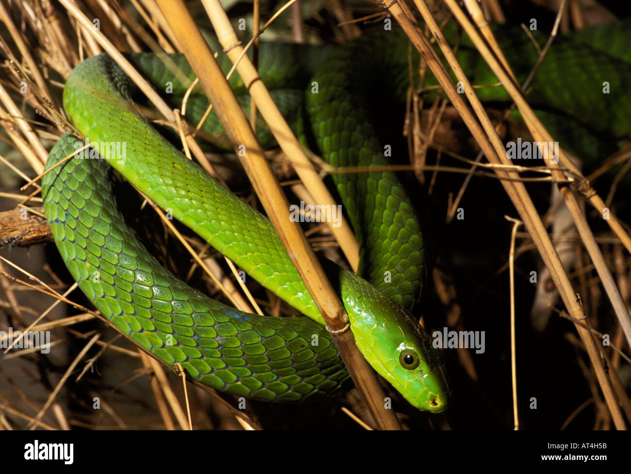 Green Mamba Snake Dendroaspis angusticeps Africa Stock Photo - Alamy