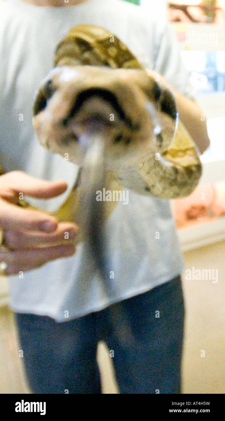 boa constrictor, checking out the camera Stock Photo - Alamy