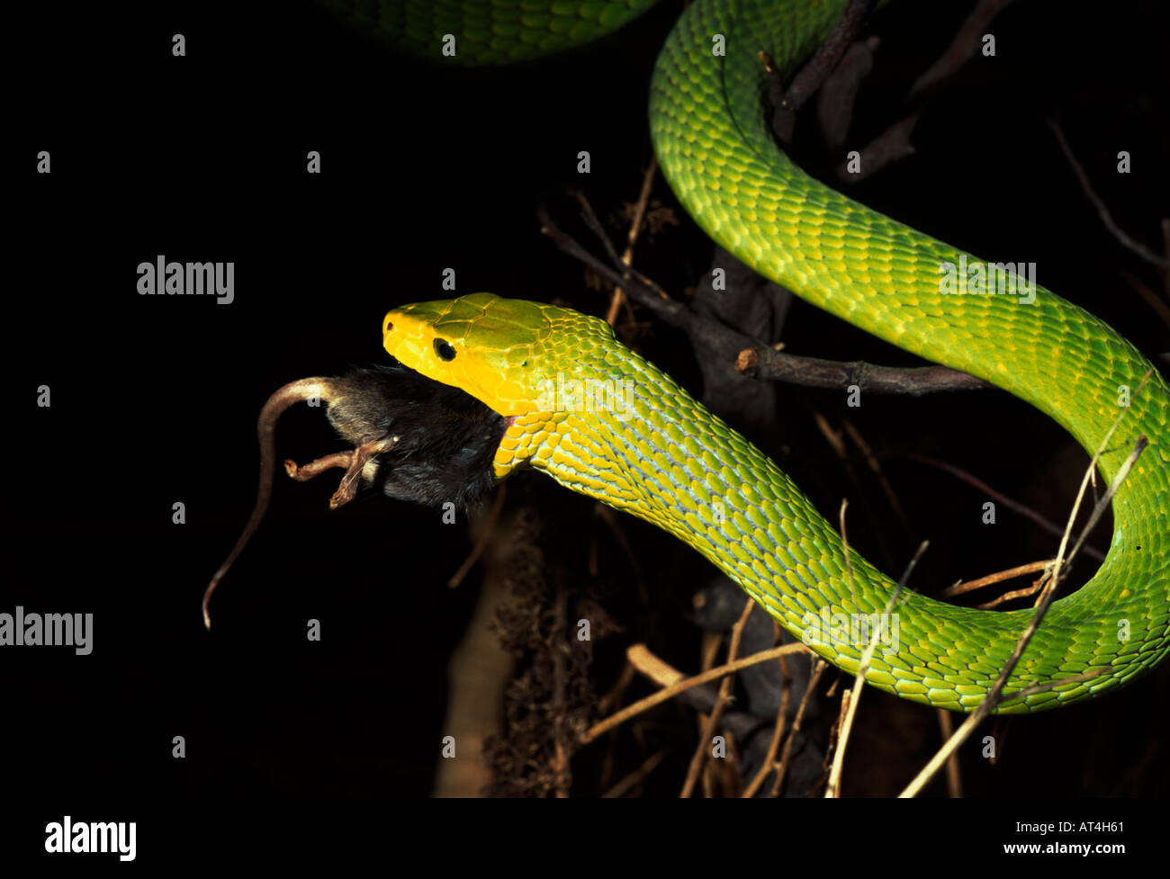 Green Mamba Snake dendroaspis angusticeps Africa Stock Photo - Alamy