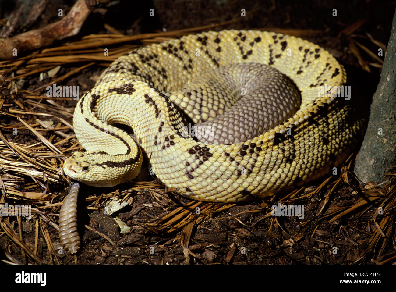 Neotropical Rattlesnake Crotalus durissus culminatus Central and South ...