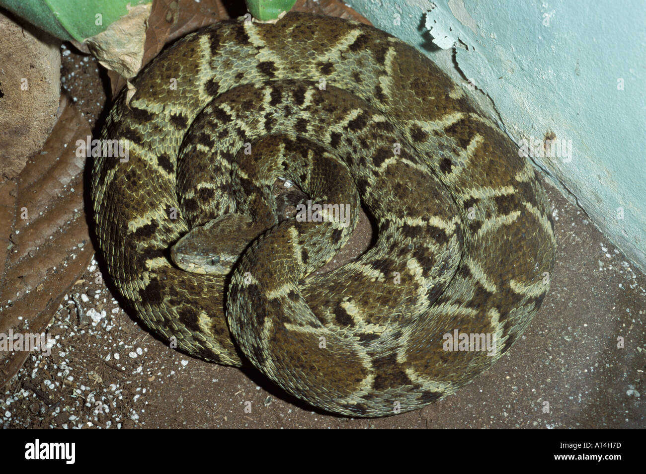Fer de Lance Snake Bothrops Atrox viper Central America Stock Photo - Alamy