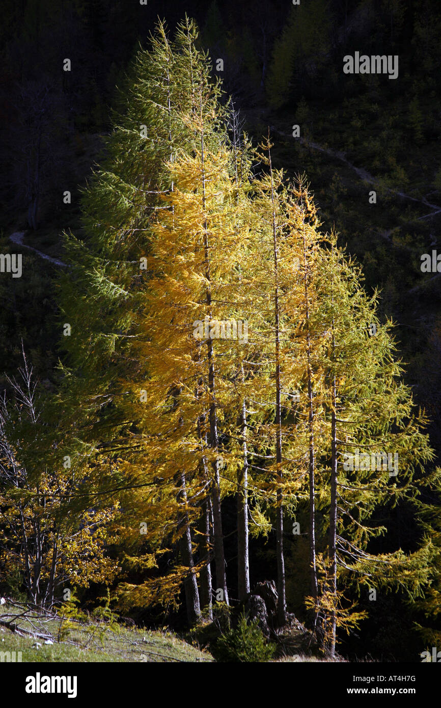 A group of larch trees in Julian Alps Stock Photo - Alamy