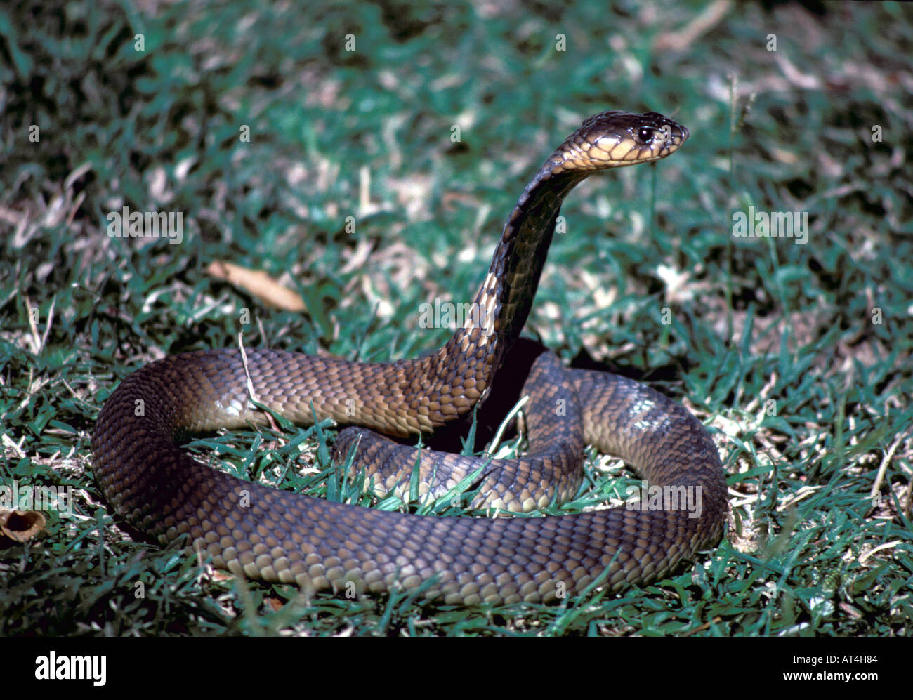 Cobra Snake raised head displaying hood South Africa Stock Photo - Alamy