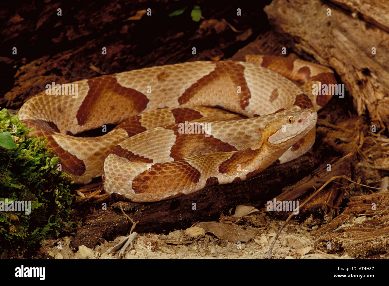 Northern Copperhead Snake Agkistrodon contortrix mokasen Eastern USA ...