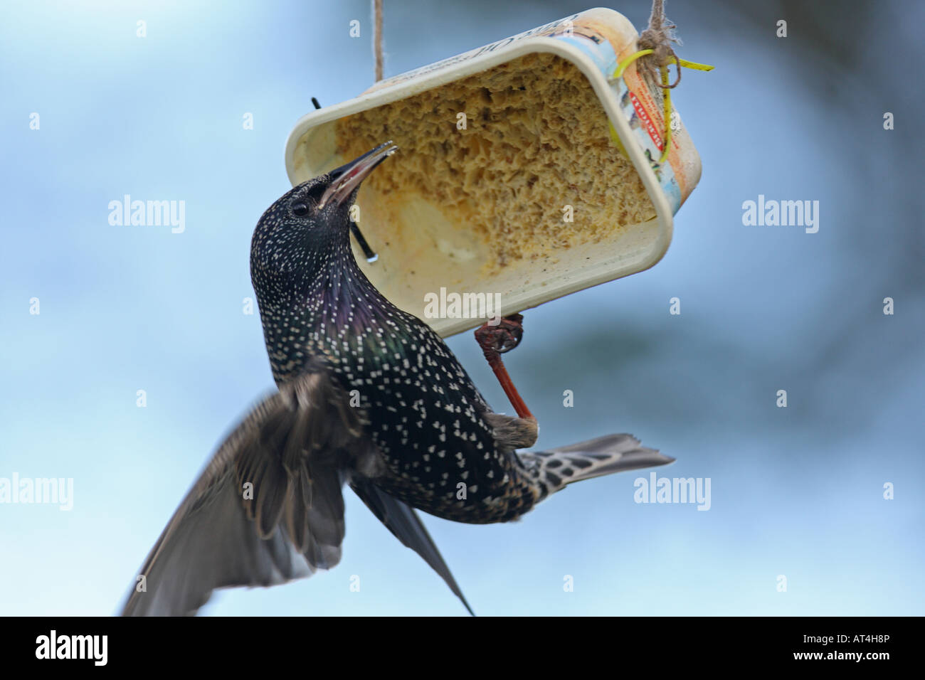 STARLING STERNUS VULGARIS FEEDING ON FAT FEEDER Stock Photo - Alamy