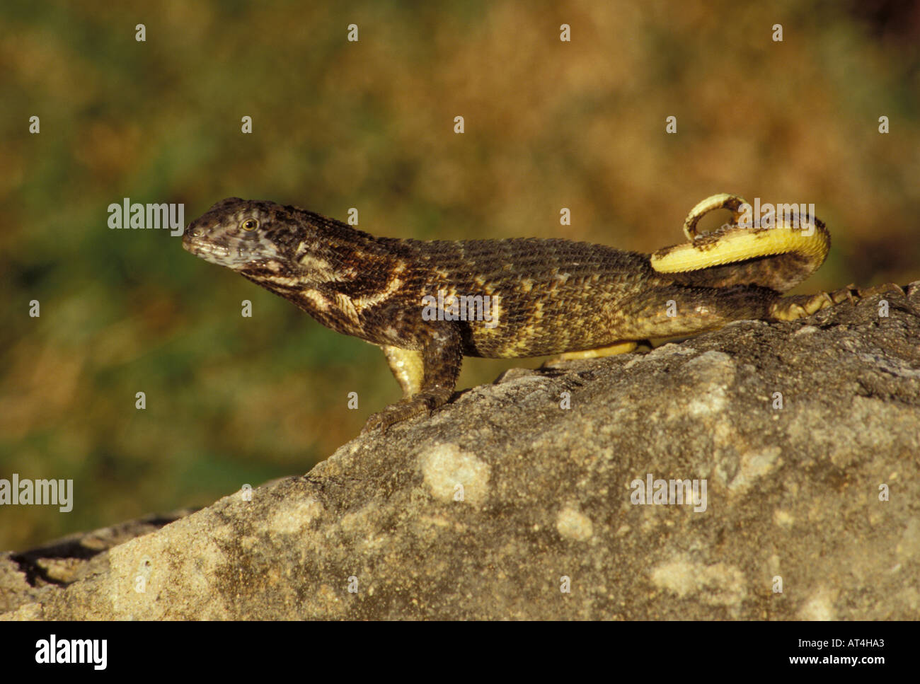 Cuban Curly Tailed Lizard Leiocephalus carinatus basking on rock Cuba ...
