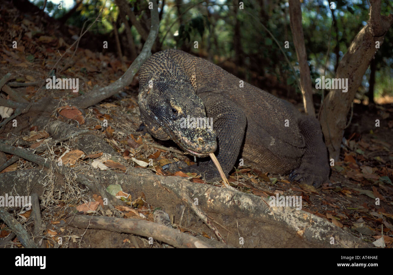 Komodo dragon Varanus komodensis male flicking tongue Indonesia Stock ...