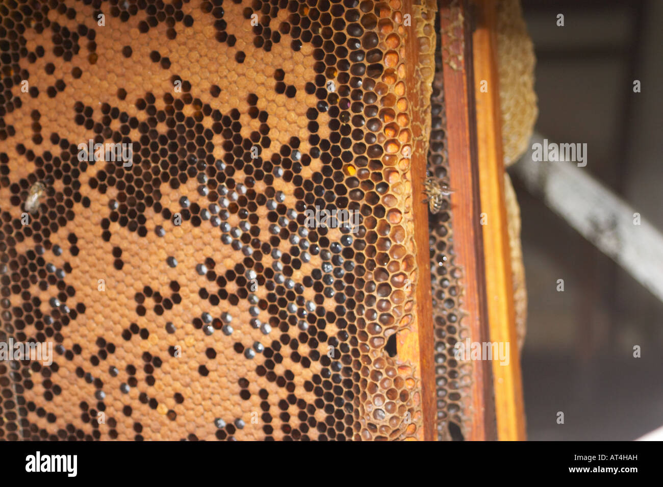 Honey Bees, Apis mellifera. Honey production Stock Photo - Alamy