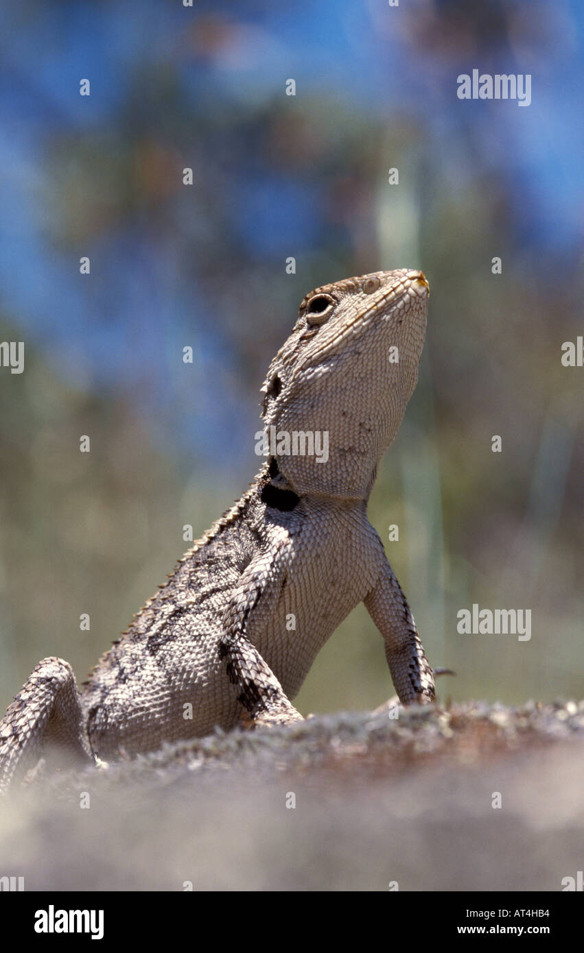 Tree Dragon Amphibolurus muricatus Australia Stock Photo - Alamy