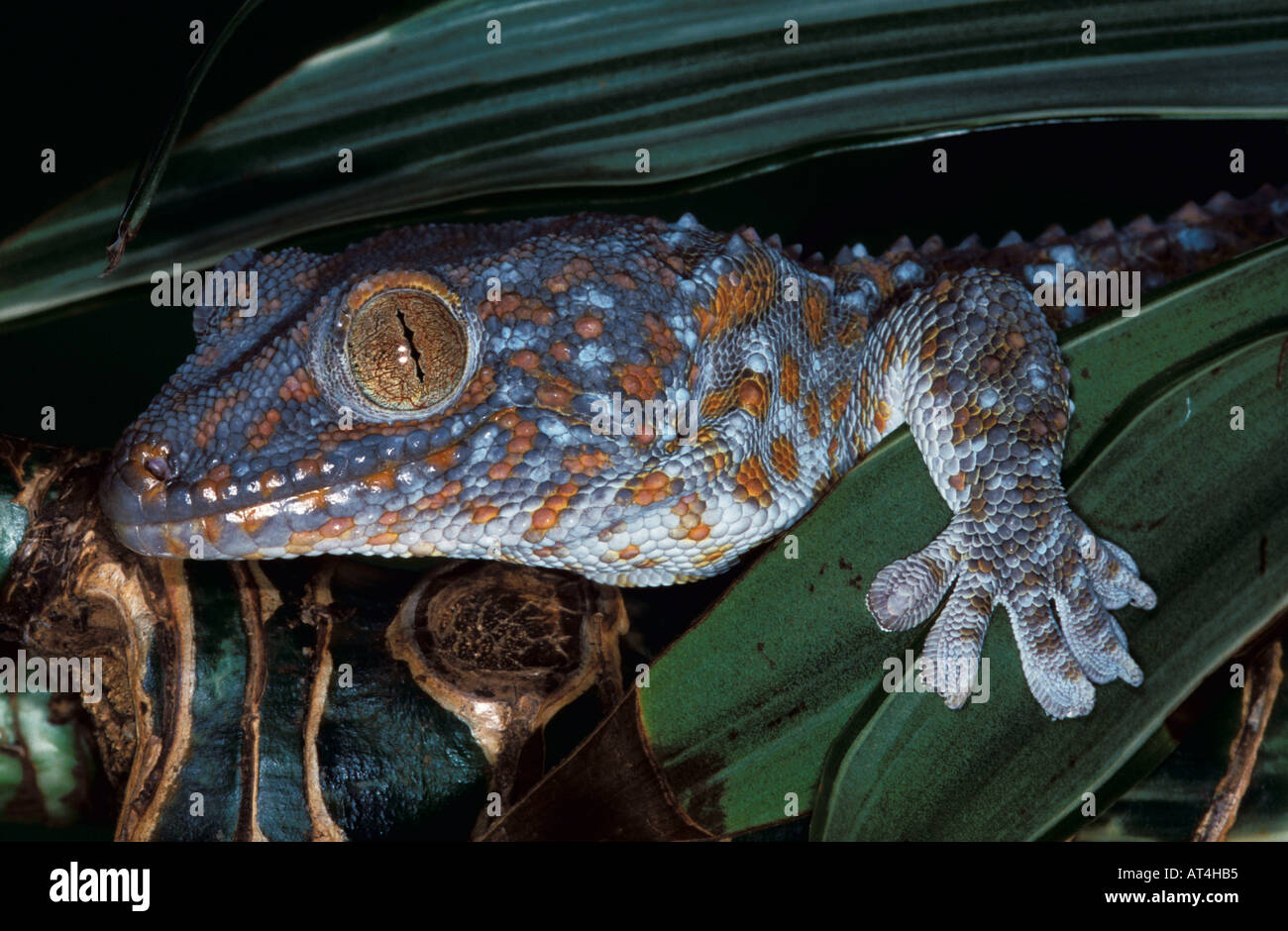 Tokay gecko gekko close hi-res stock photography and images - Alamy