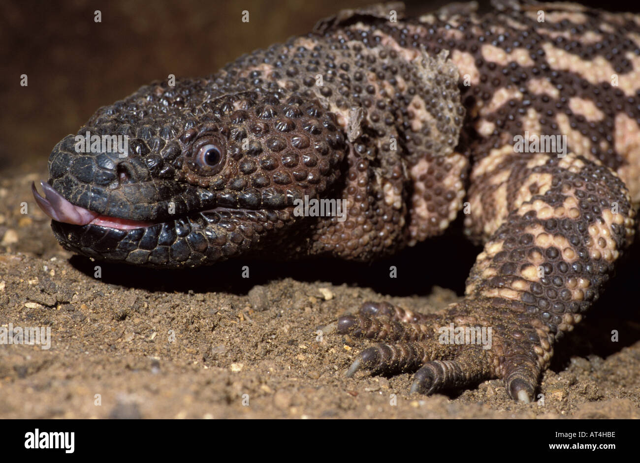 Gila Monster one of 2 poisonous lizards in world USA Stock Photo - Alamy