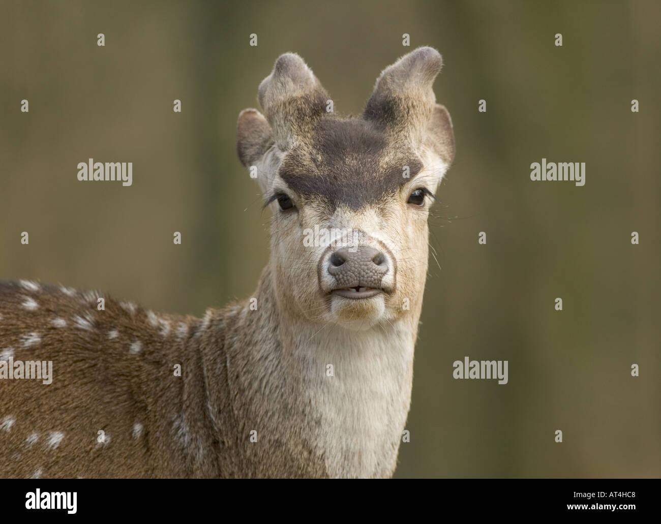 Axis Deer Axis axis Stock Photo - Alamy