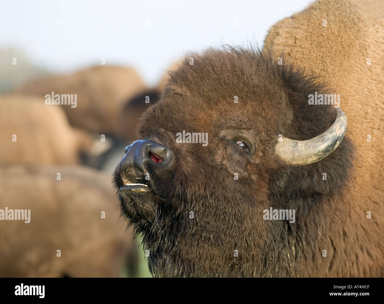 American Bison Bison bison Stock Photo - Alamy