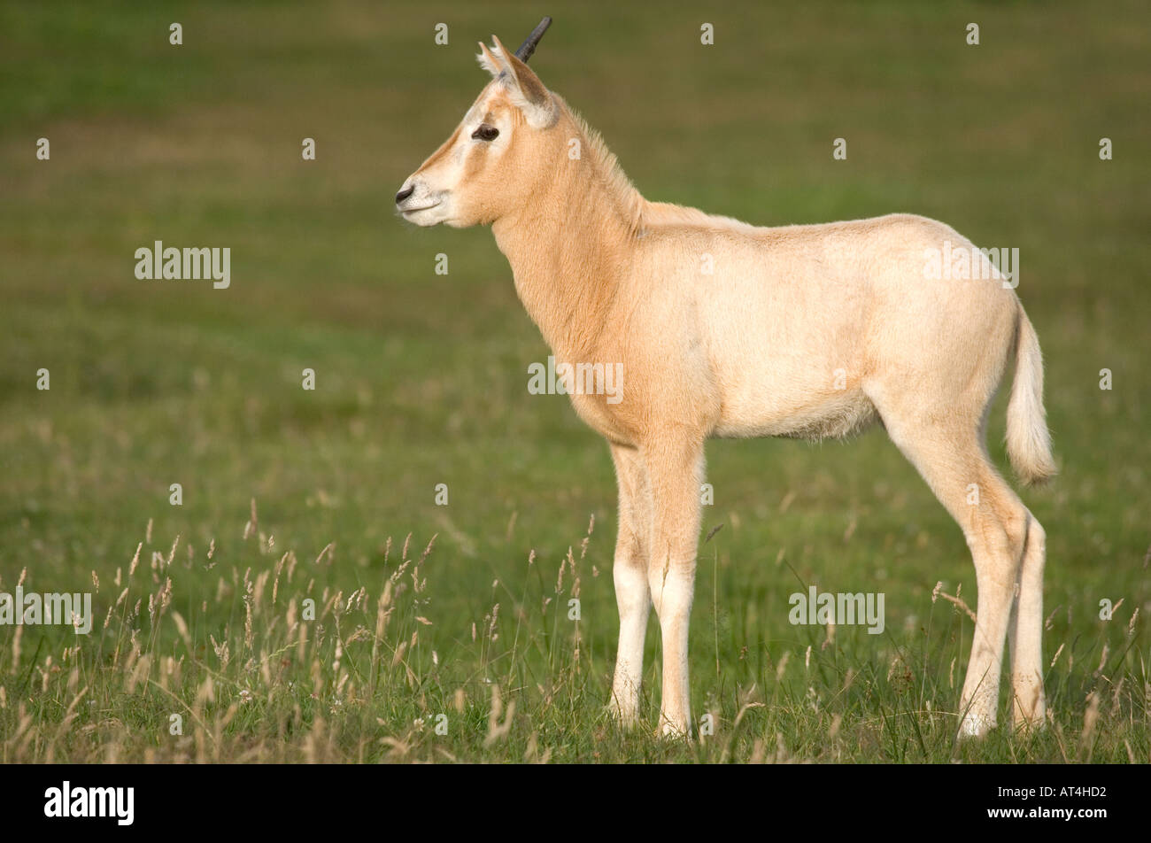 Orex hi-res stock photography and images - Alamy
