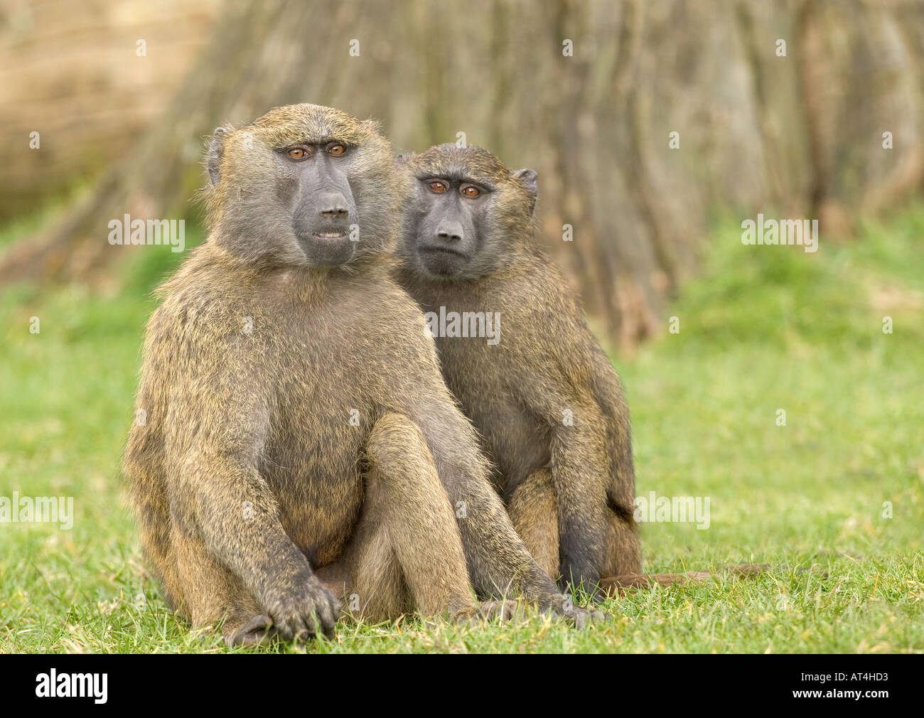 Baboon Papio anubis Stock Photo - Alamy