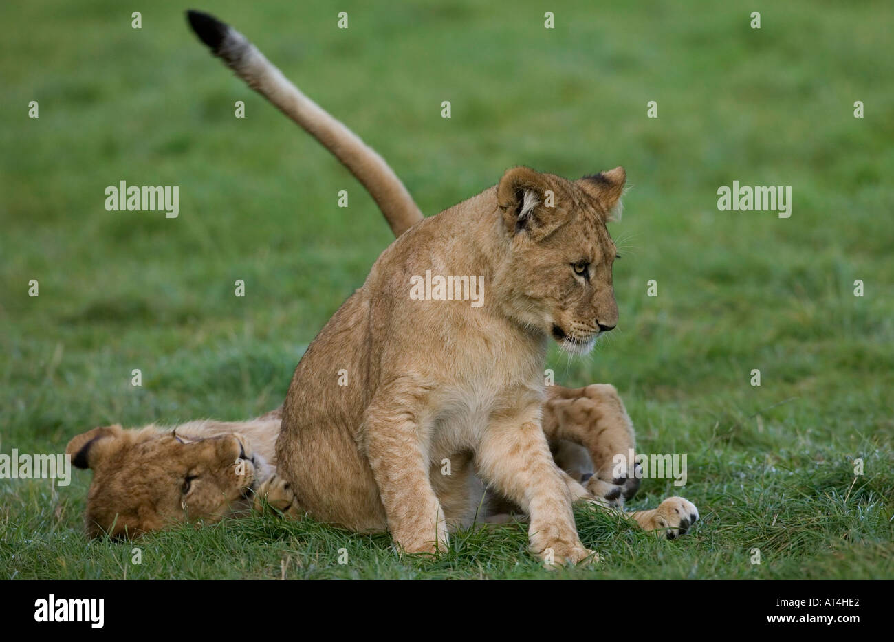 Lion Cubs playing Panthera leo Stock Photo - Alamy